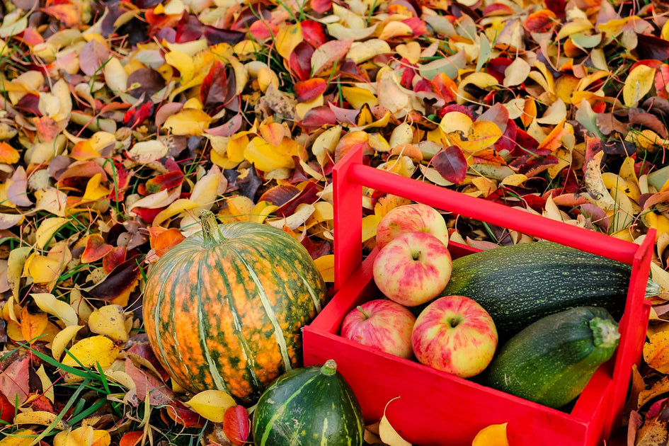 Garten im September: Tipps zu Erntezeit, Tomaten & Aufbewahrung ...